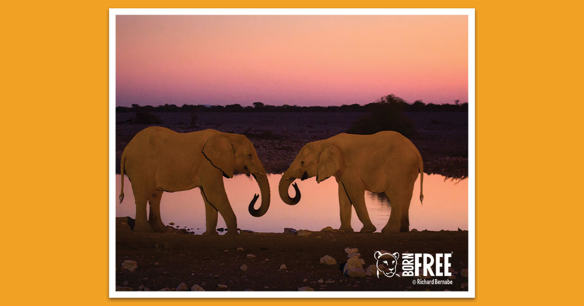 Richard Bernabe Photography – Born Free Shop