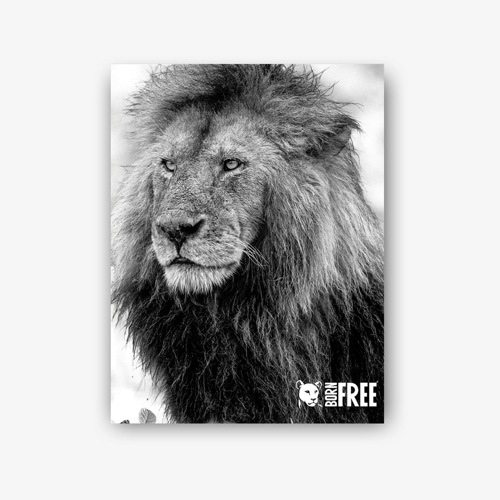 Will Travers Photography – Born Free Shop