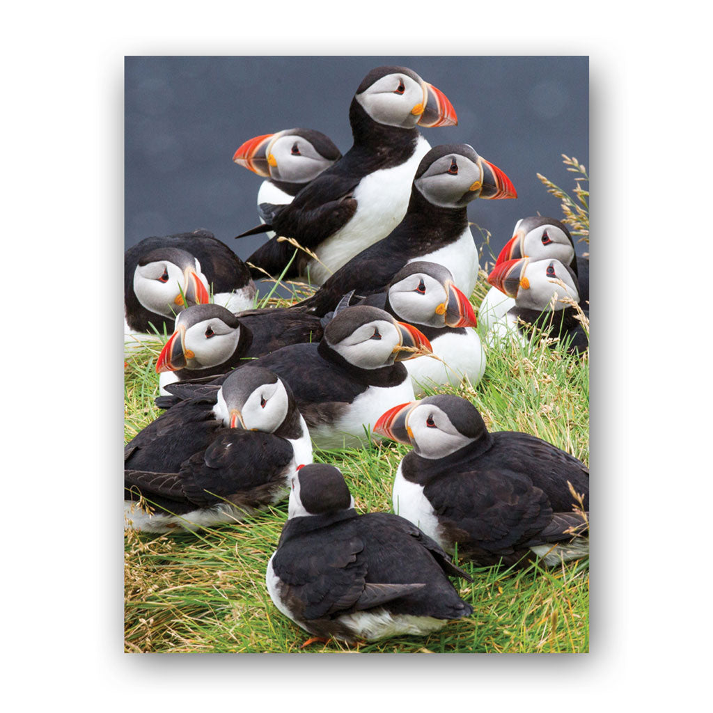 Circus of Puffins Art Print by Richard Bernabe – Born Free Shop