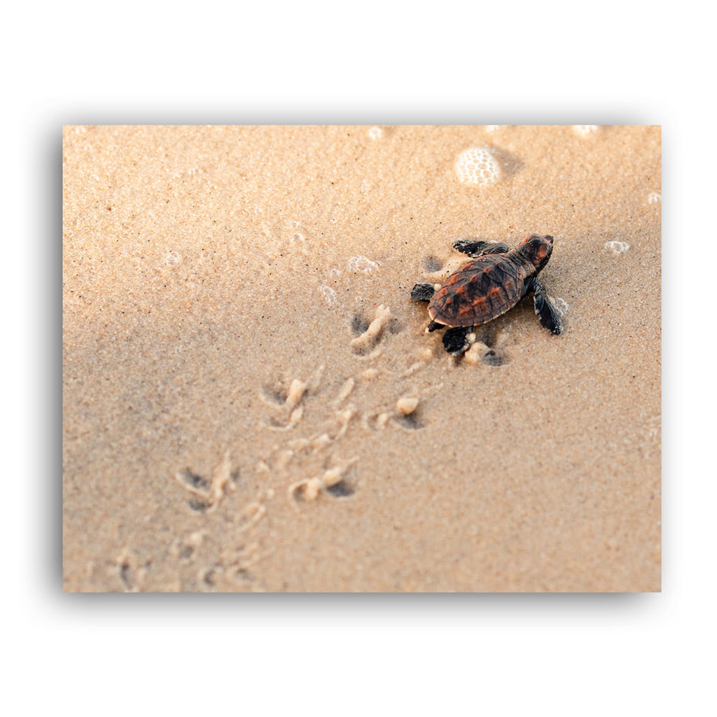 New Beginnings Baby Turtle Art Print – Born Free Shop